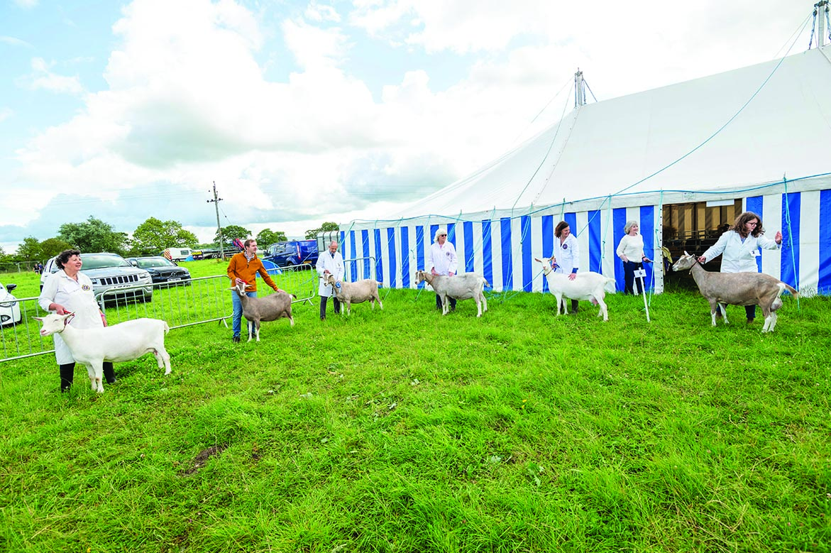 Gallery | Great Eccleston Show