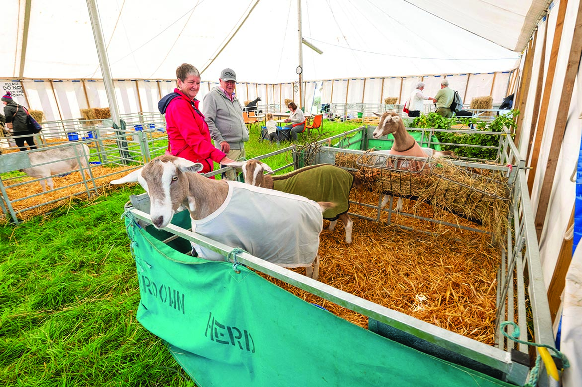 Gallery | Great Eccleston Show